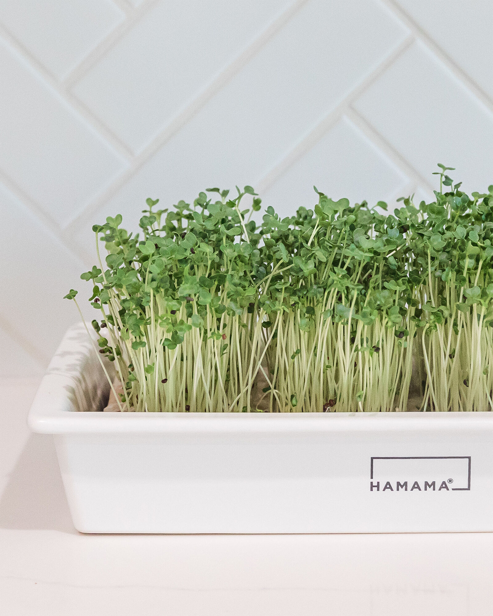 Hamama Super Salad Mix Grow Kit | Haven Well Within