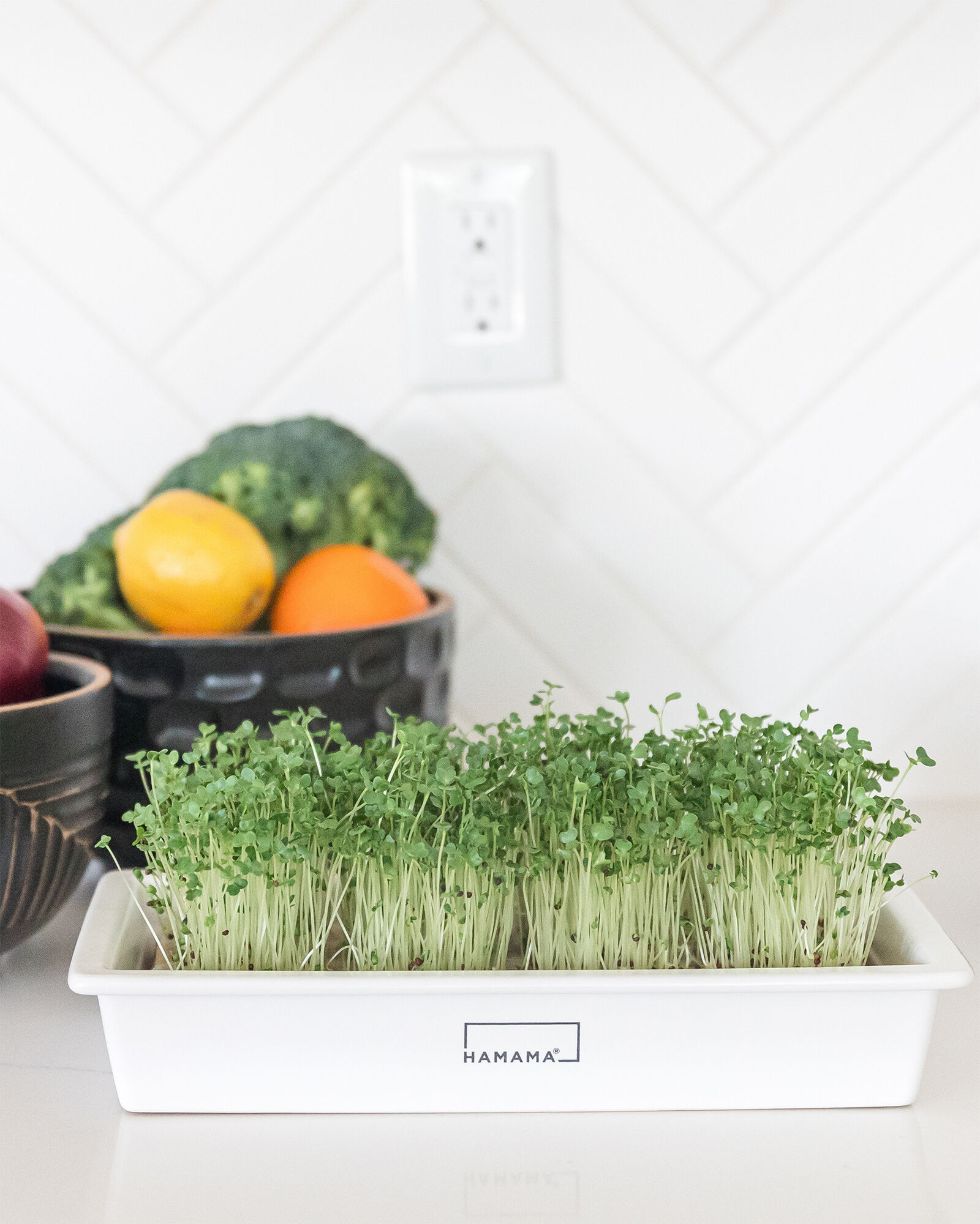 Hamama Super Salad Mix Grow Kit | Haven Well Within